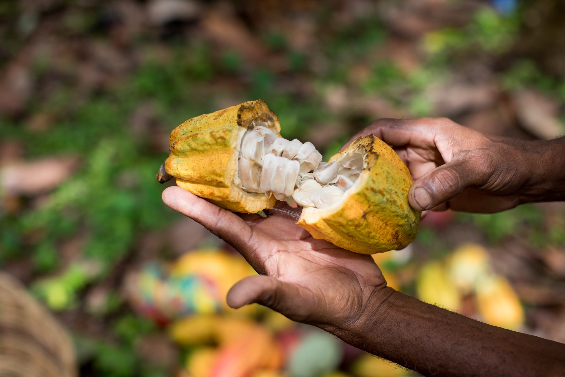 Cacao of Excellence | Cacao of Excellence